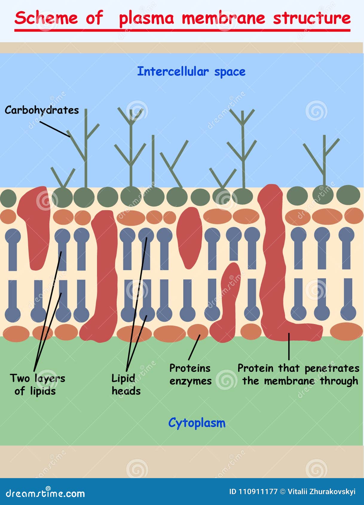 Celmembraan Van De De Structuurregeling Van Het Plasmamembraan ...