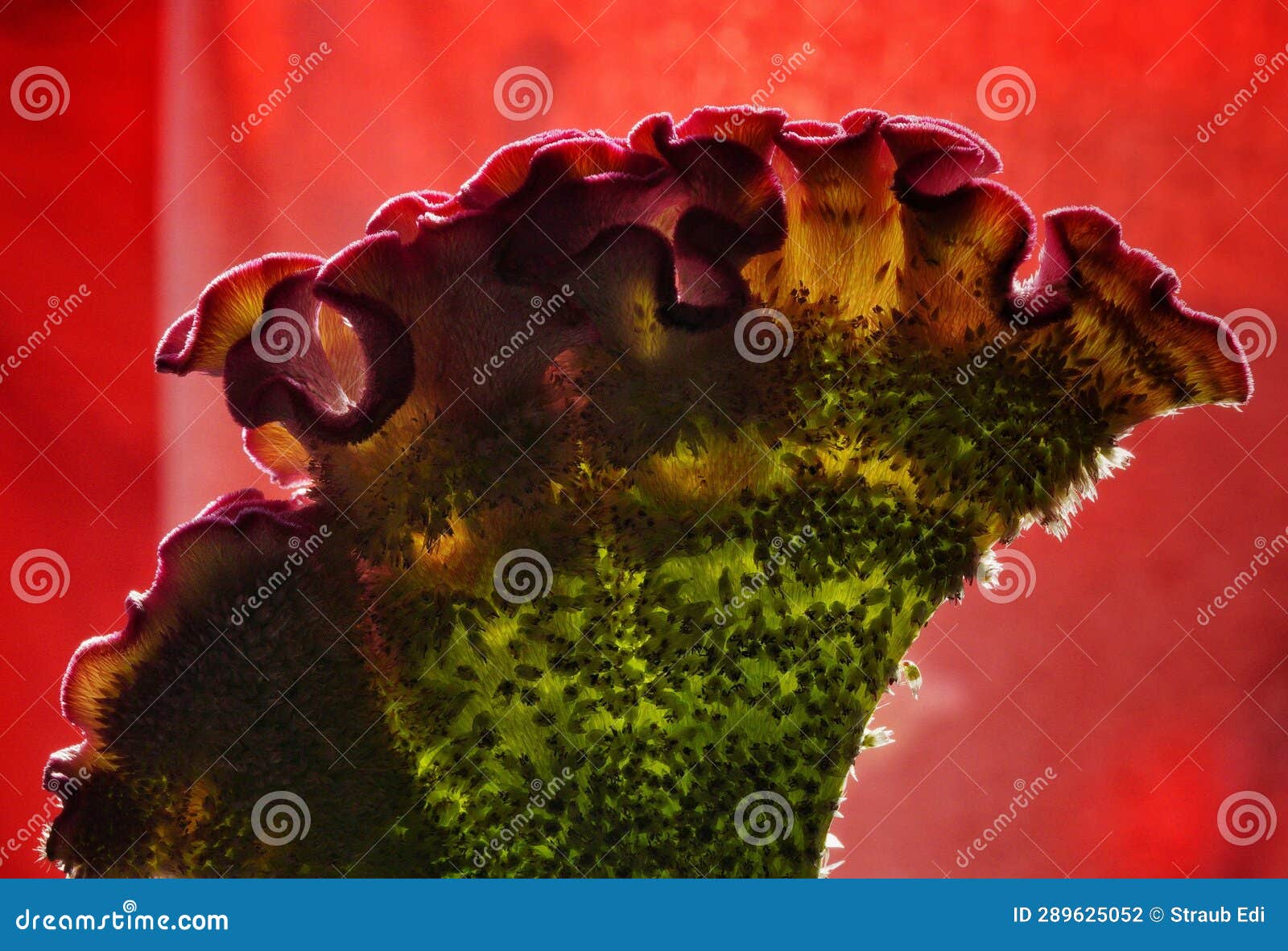 Celosia Argenta or Crest Flower Stock Photo - Image of redbackground ...