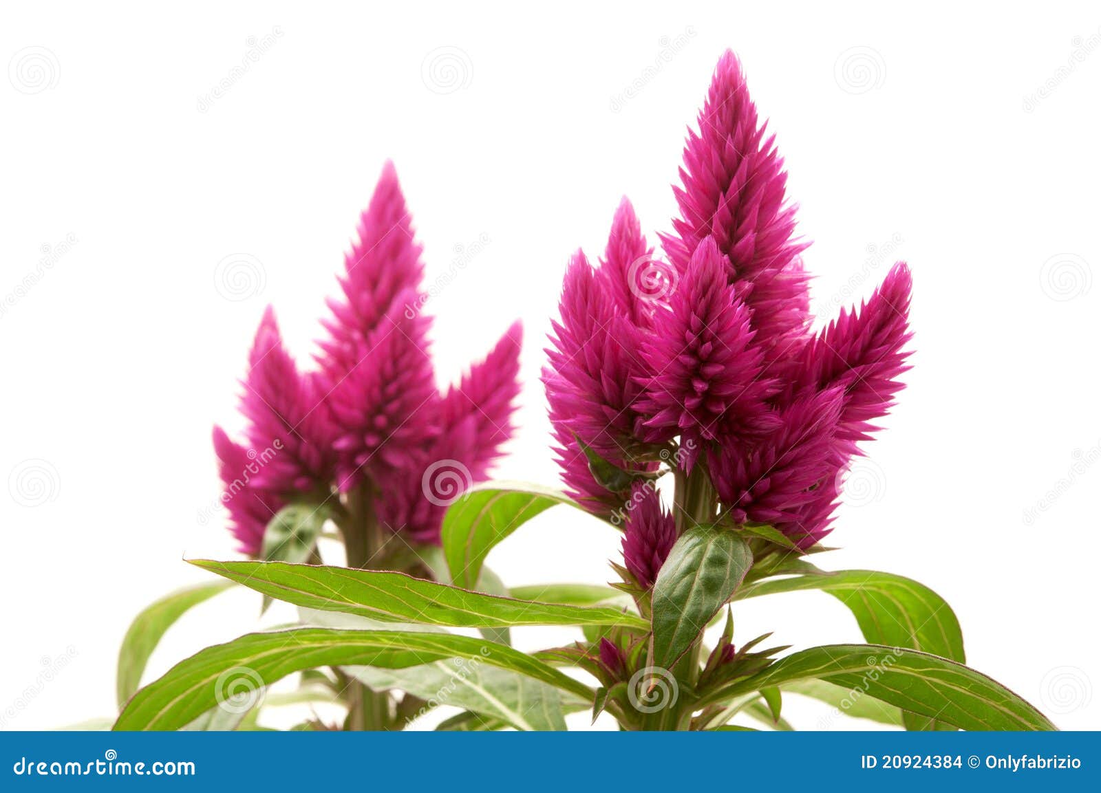 Celosia argentea stock photo. Image of studio, flower - 20924384
