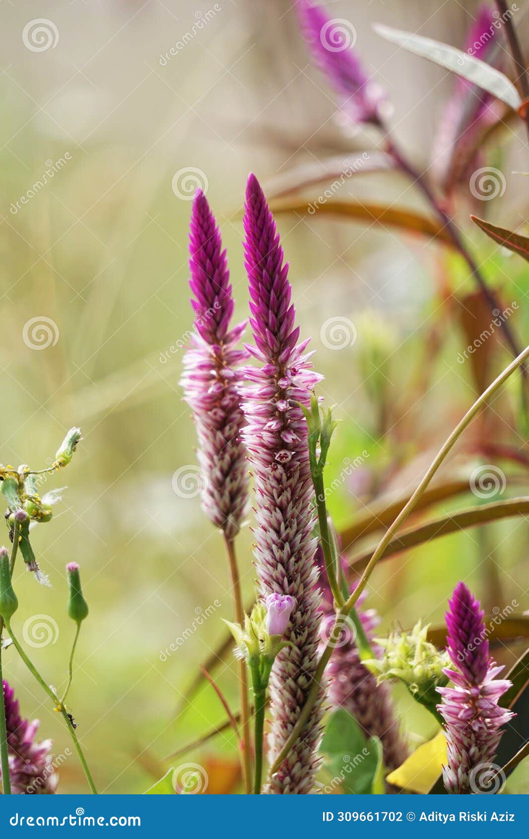 Celosia Argentea (Also Called Plumed Cockscomb, Silver Cock S Comb ...