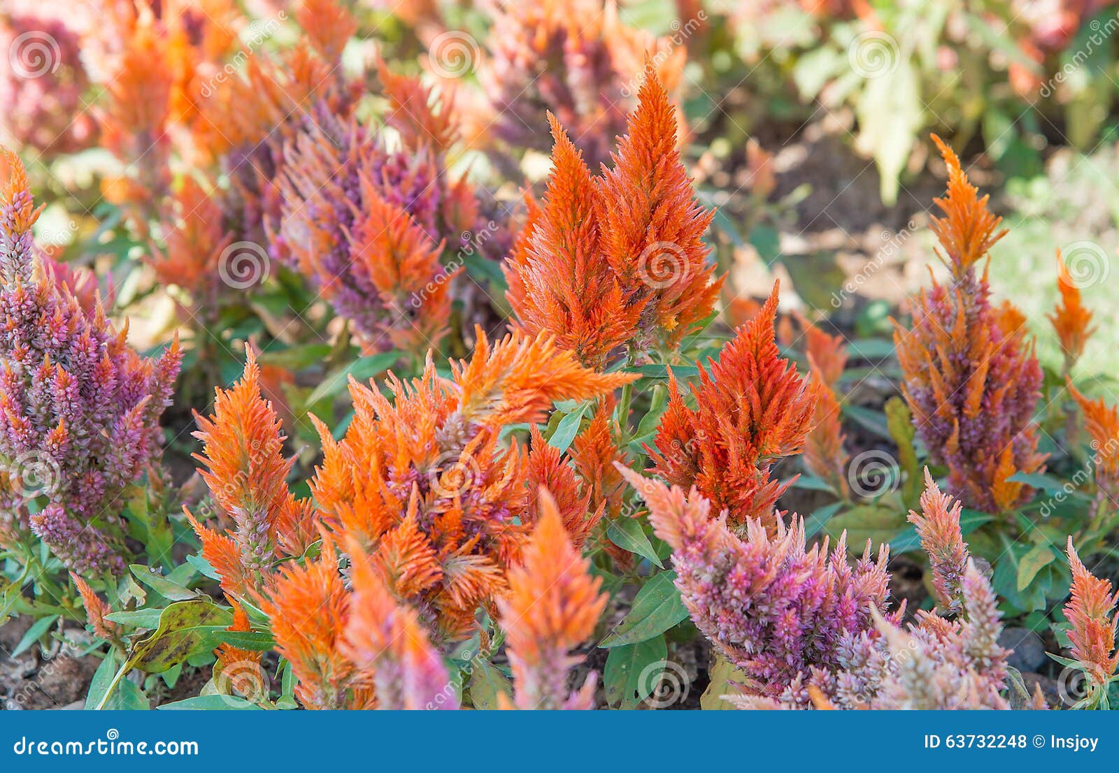 Celosia argentea stock photo. Image of cockscomb, color - 63732248