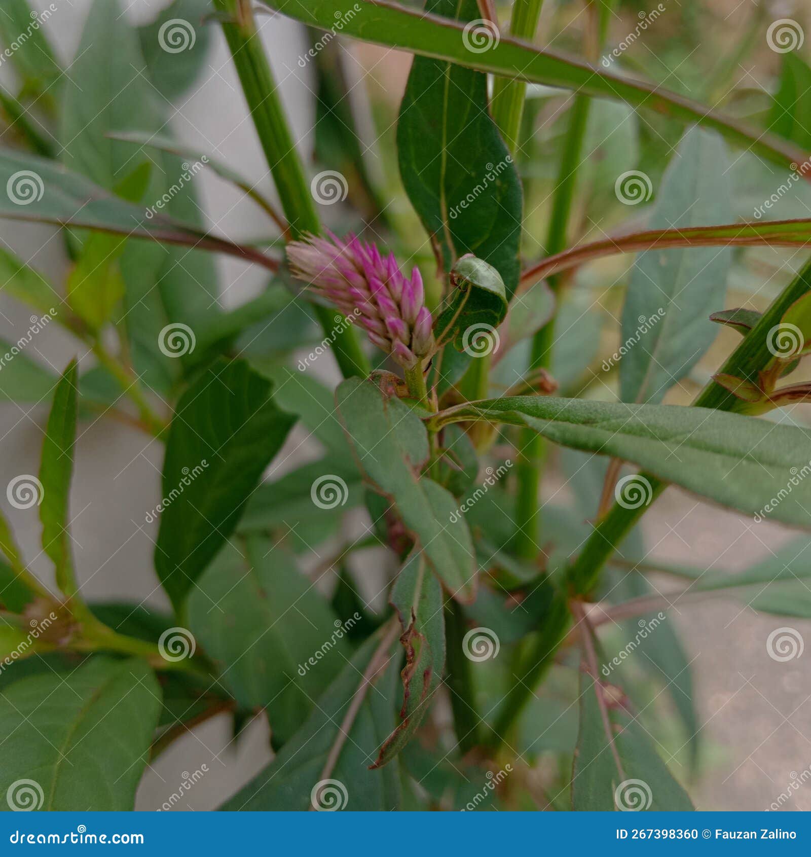 Celosia Argentea Plant with One Small Flower Stock Photo - Image of ...