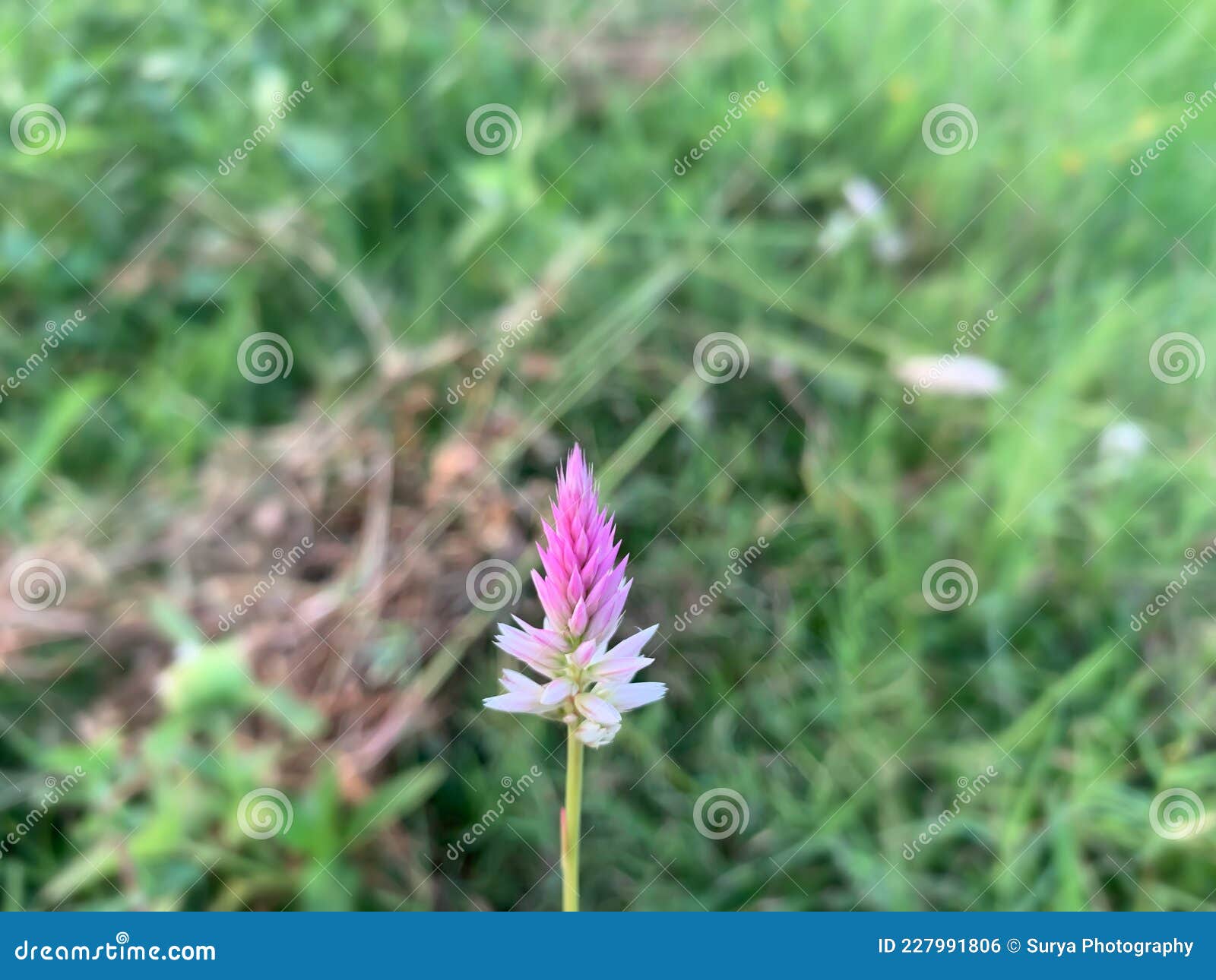 Celosia Argentea - Silver Cockscomb Stock Photo - Image of cockscomb ...