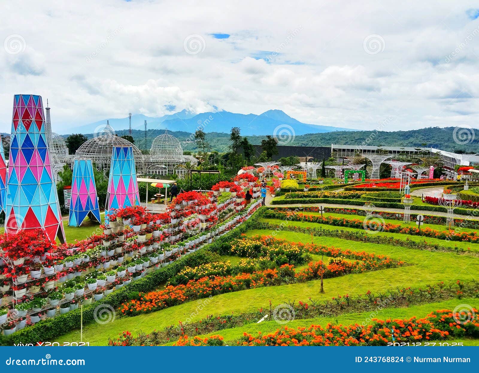 Celosia Budungan Flower Garden Tour, Central Java, Indonesia Editorial ...
