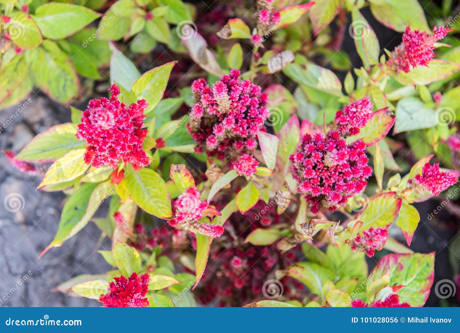 Celosia Enano, Plumosa Del Celosia Foto de archivo - Imagen de ...