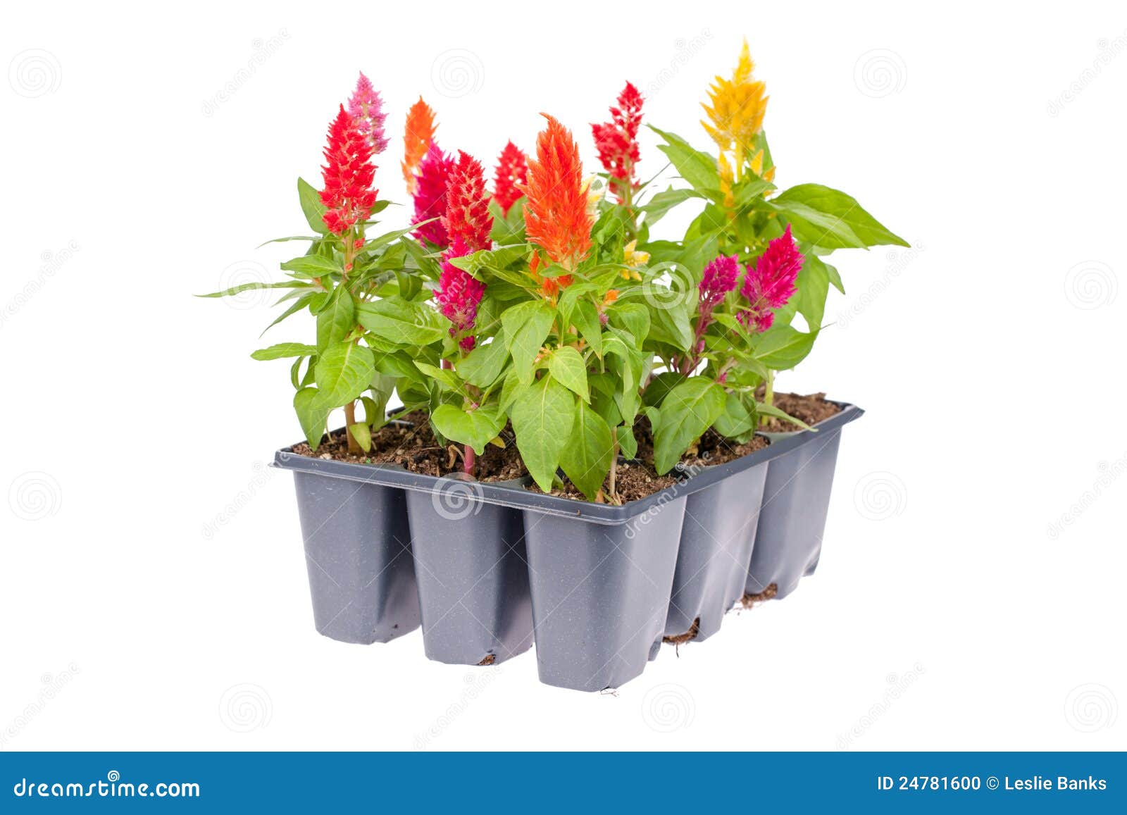 Celosia flower pack stock photo. Image of white, multipack - 24781600