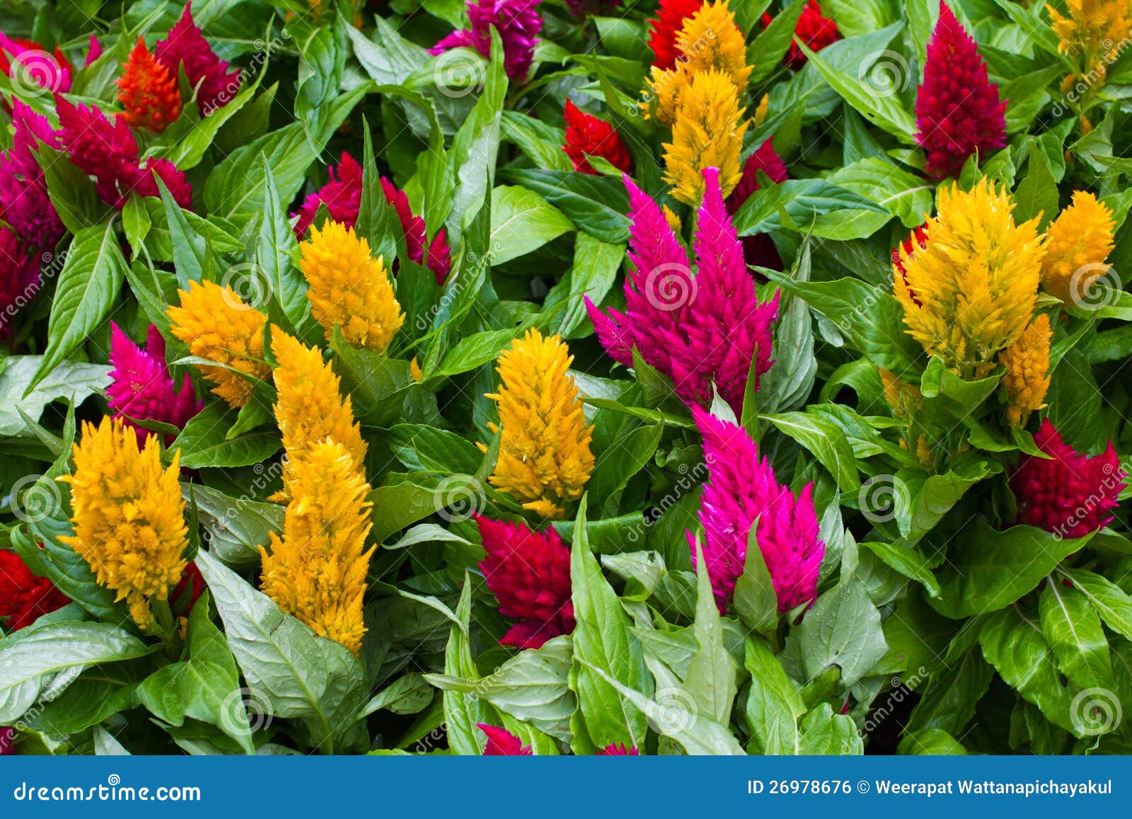 Celosia flowers stock photo. Image of blossom, beautiful - 26978676