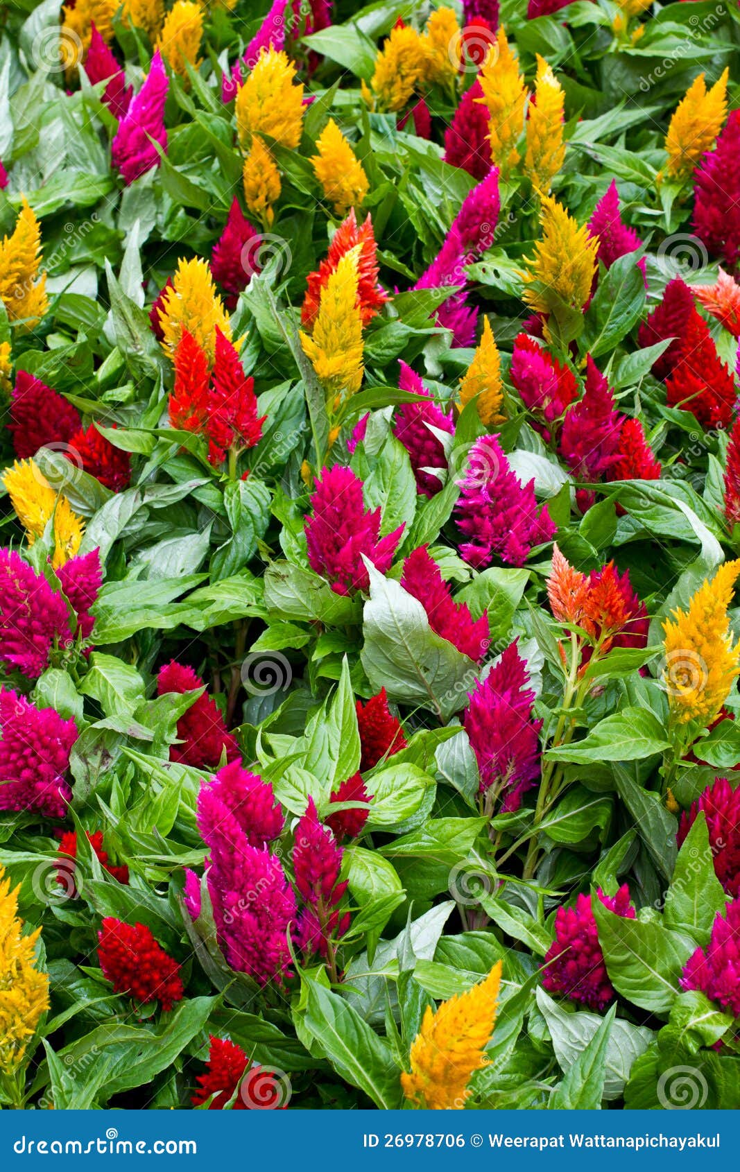 Celosia Stock Photo | CartoonDealer.com #41892912