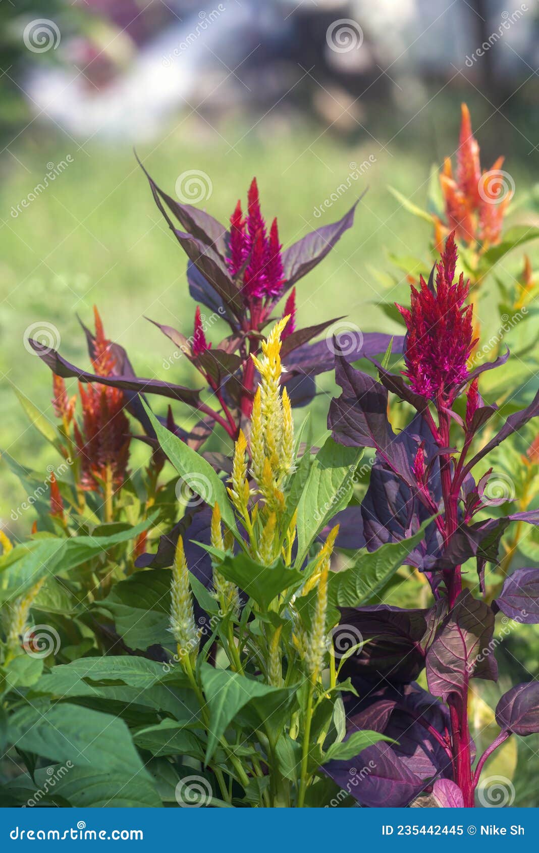 Celosia flowers stock image. Image of blue, plants, family - 235442445