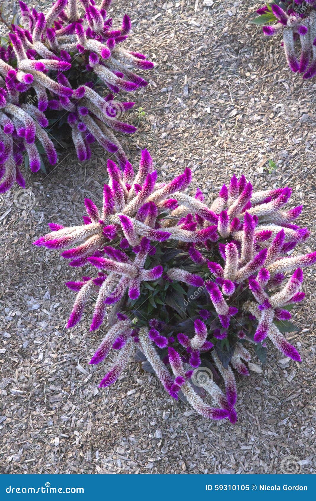 Celosia - Intenz - Classic stock image. Image of mulch - 59310105