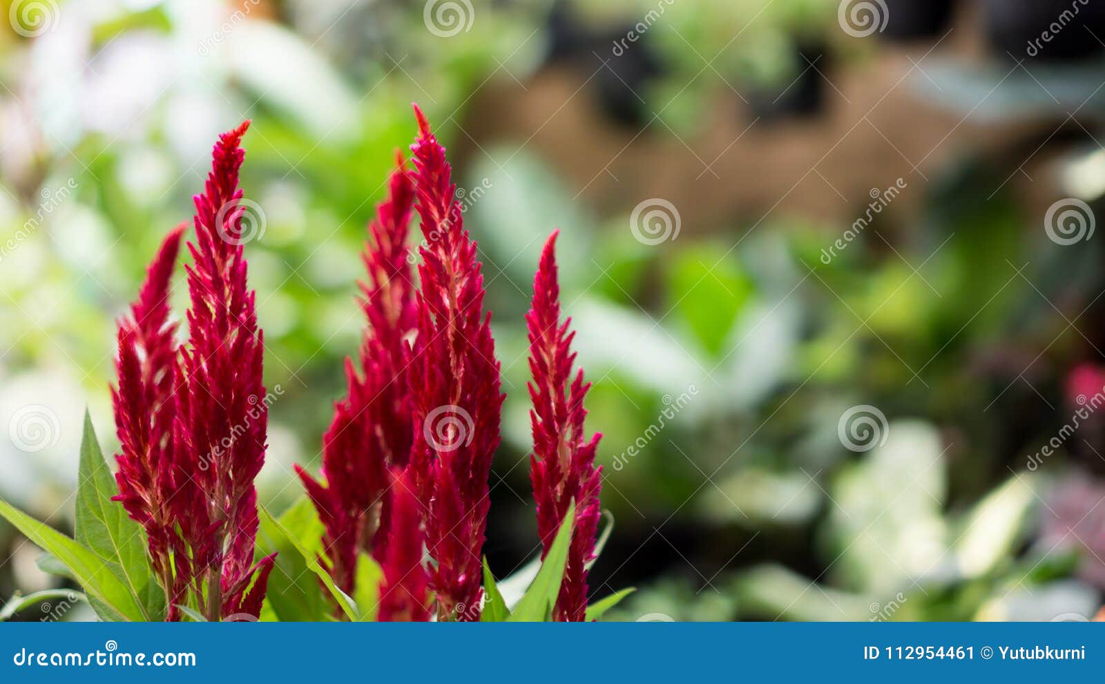 Celosia La Fleur De Velours Rouge Image stock - Image du photo, cuisine ...