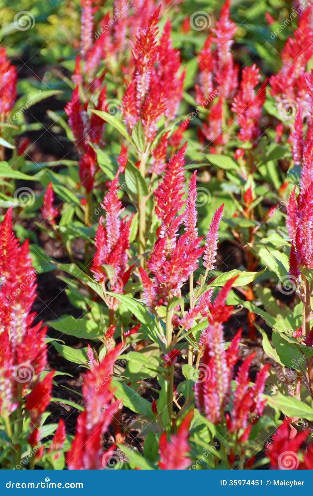 Celosia, Plumed Celosia, Wool Flower, Red Fox Stock Image - Image of ...