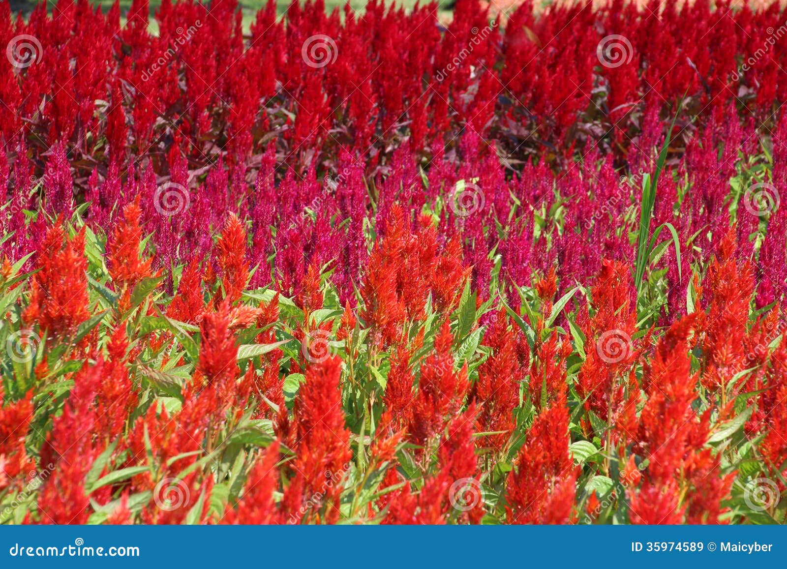 Celosia, Plumed Celosia, Wool Flower, Red Fox Stock Image - Image of ...