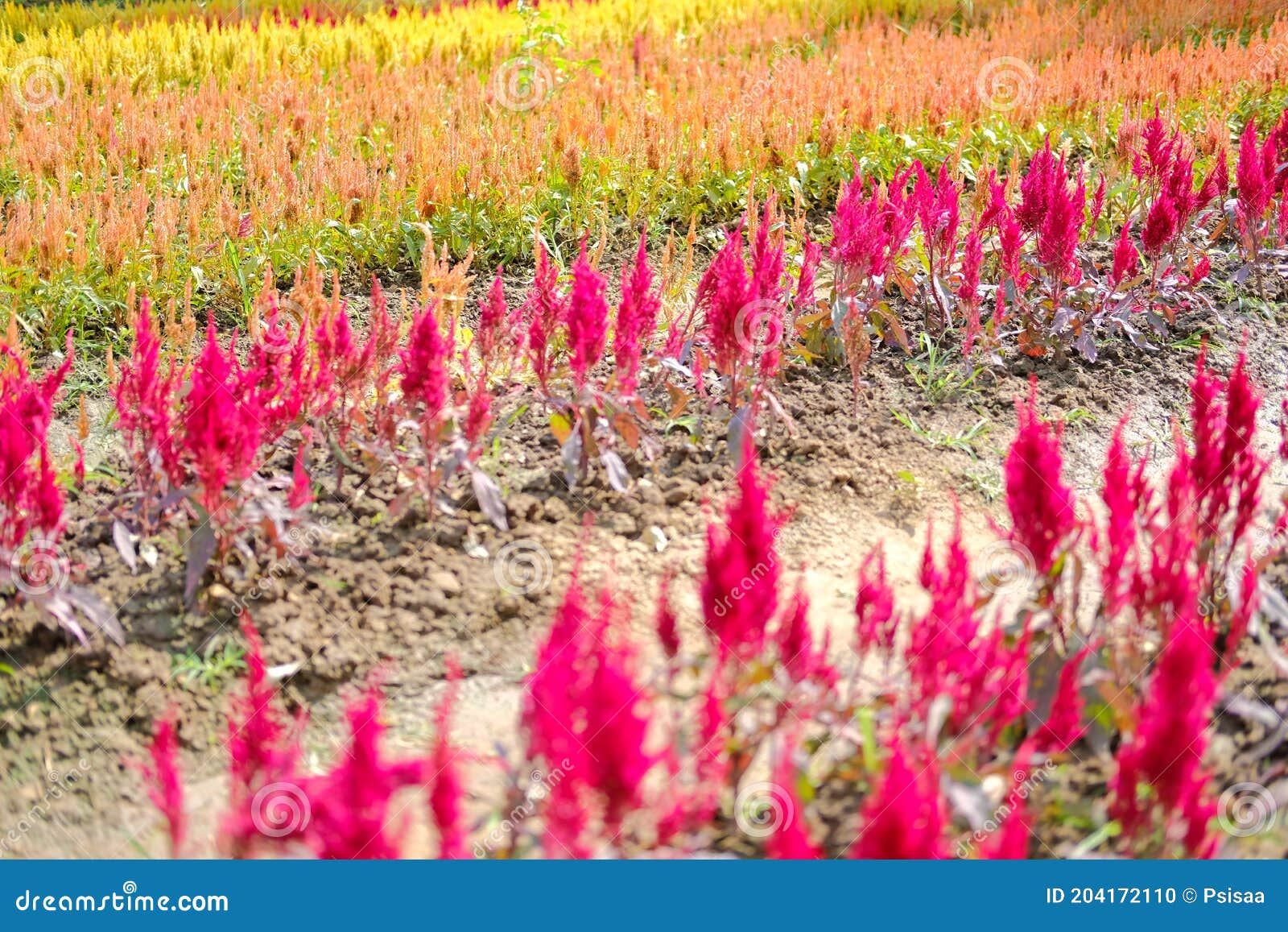 Celosia Plumed Cockscomb Flower in Flora Field Stock Photo - Image of ...