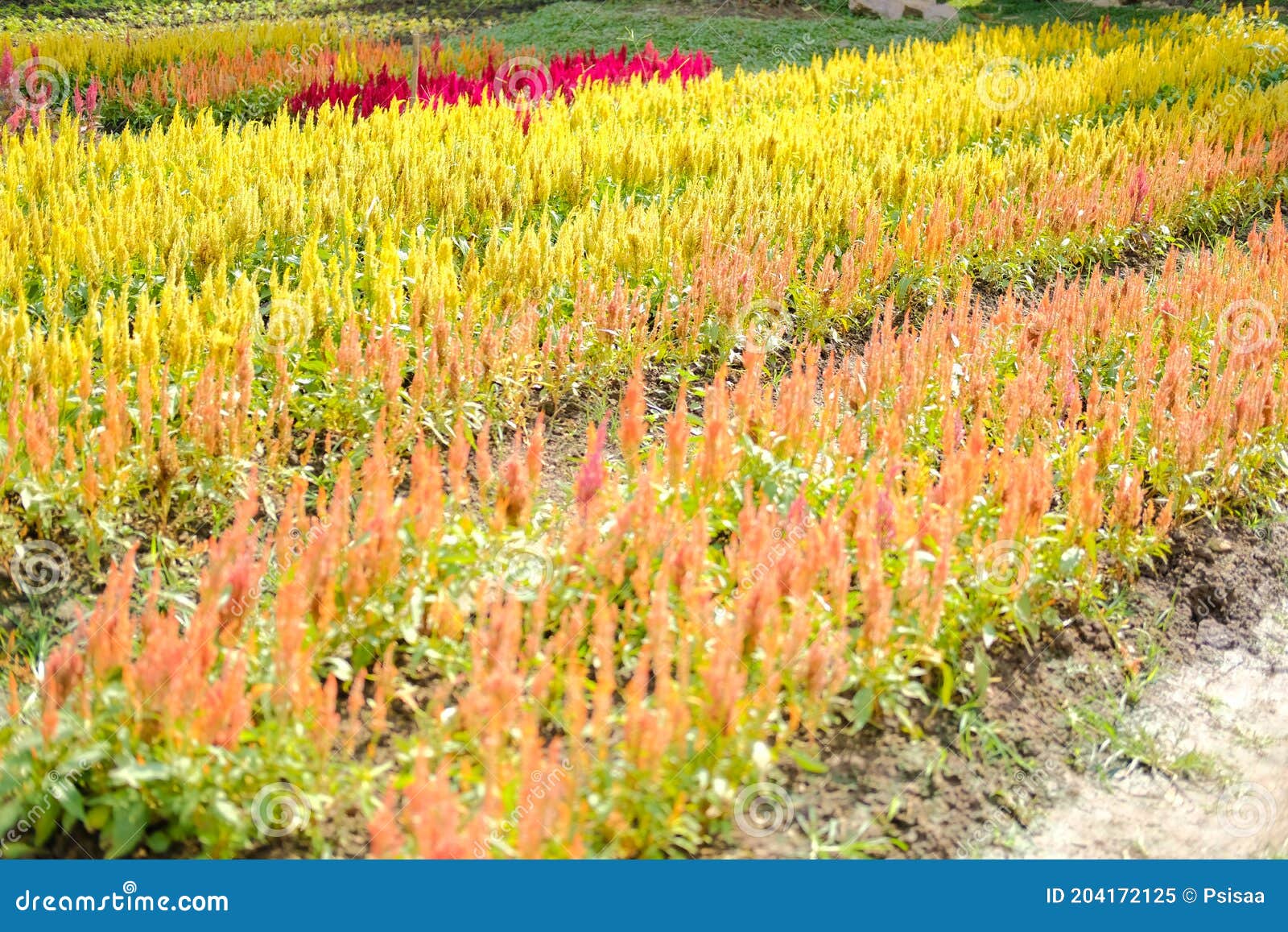 Celosia Plumed Cockscomb Flower in Flora Field Stock Image - Image of ...