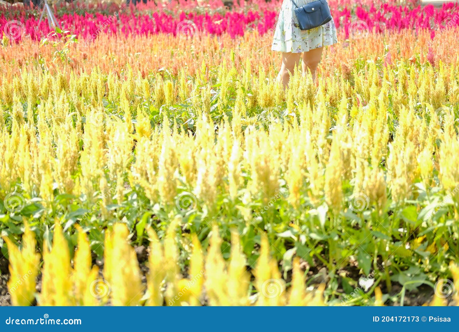 Celosia Plumed Cockscomb Flower in Flora Field Stock Image - Image of ...