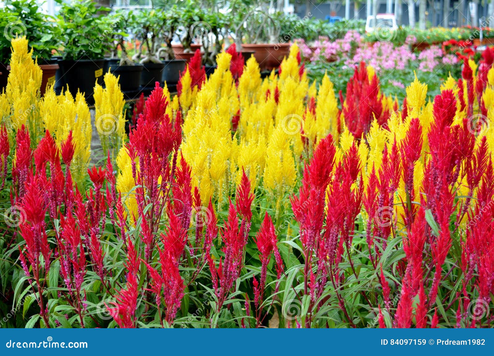 Celosia Plumosa stock image. Image of blossoming, color - 84097159