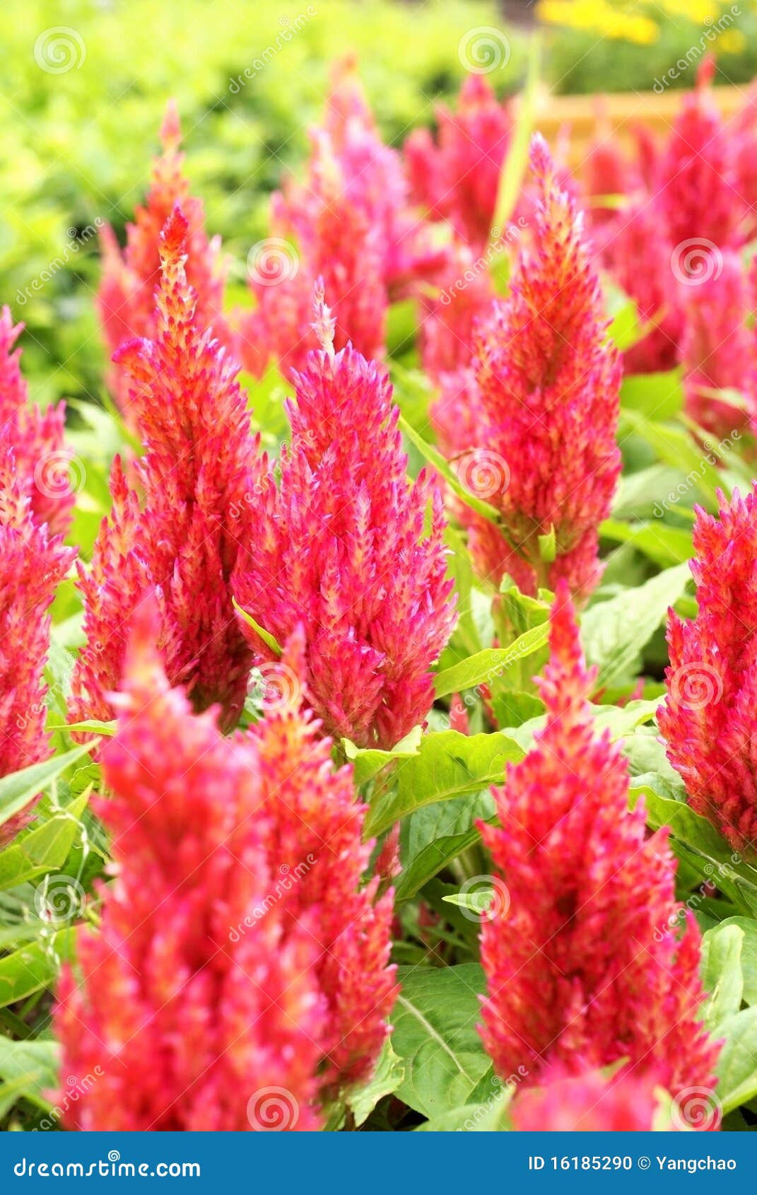 Celosia plumosa flower stock photo. Image of color, nature - 16185290