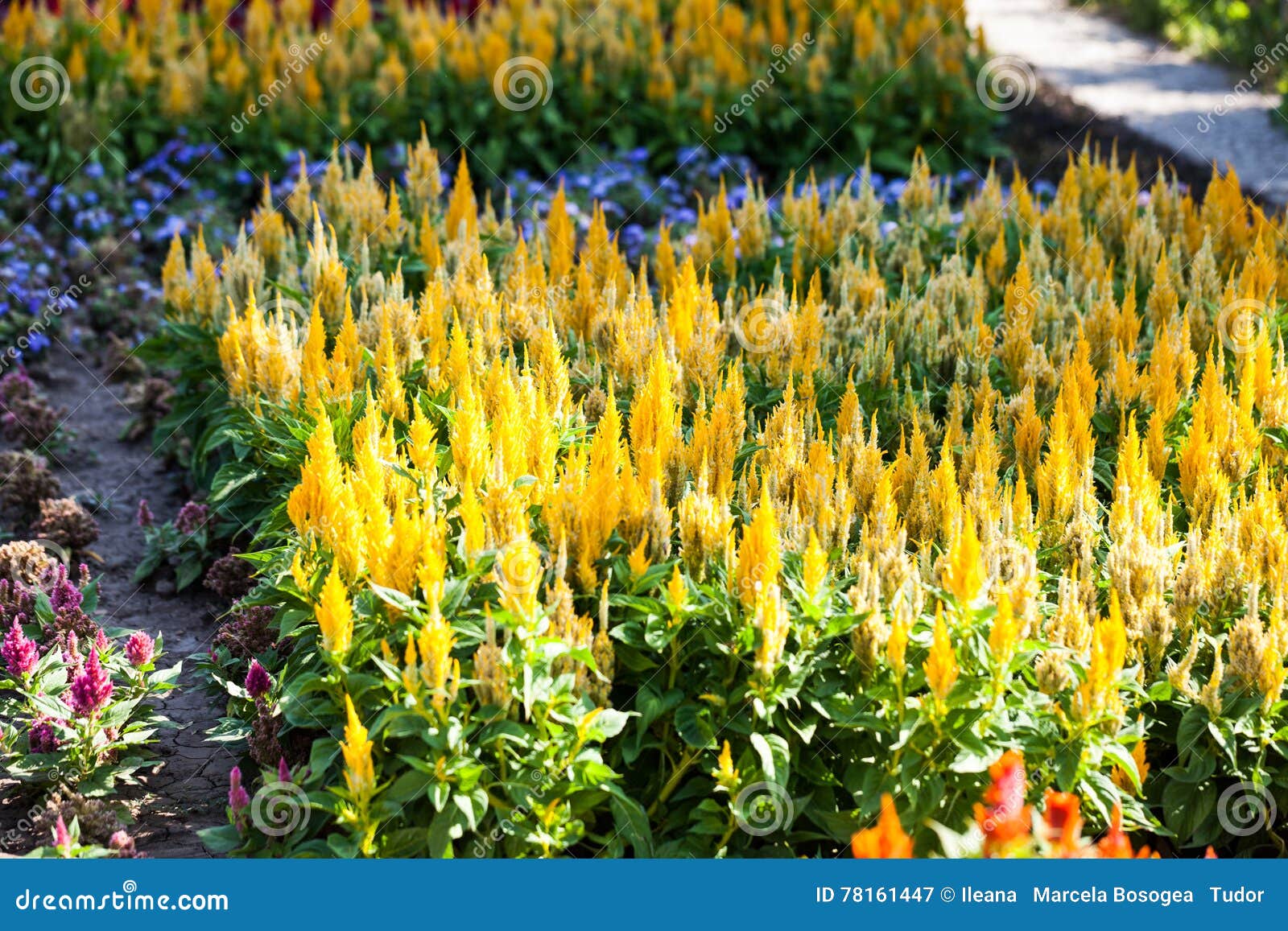 Celosia Plumosa plant stock image. Image of orange, color - 78161447
