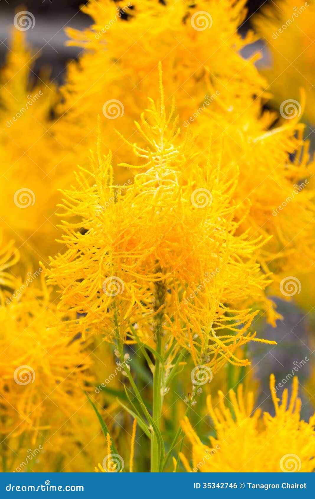 Celosia plumose flowers stock photo. Image of argentea - 35342746