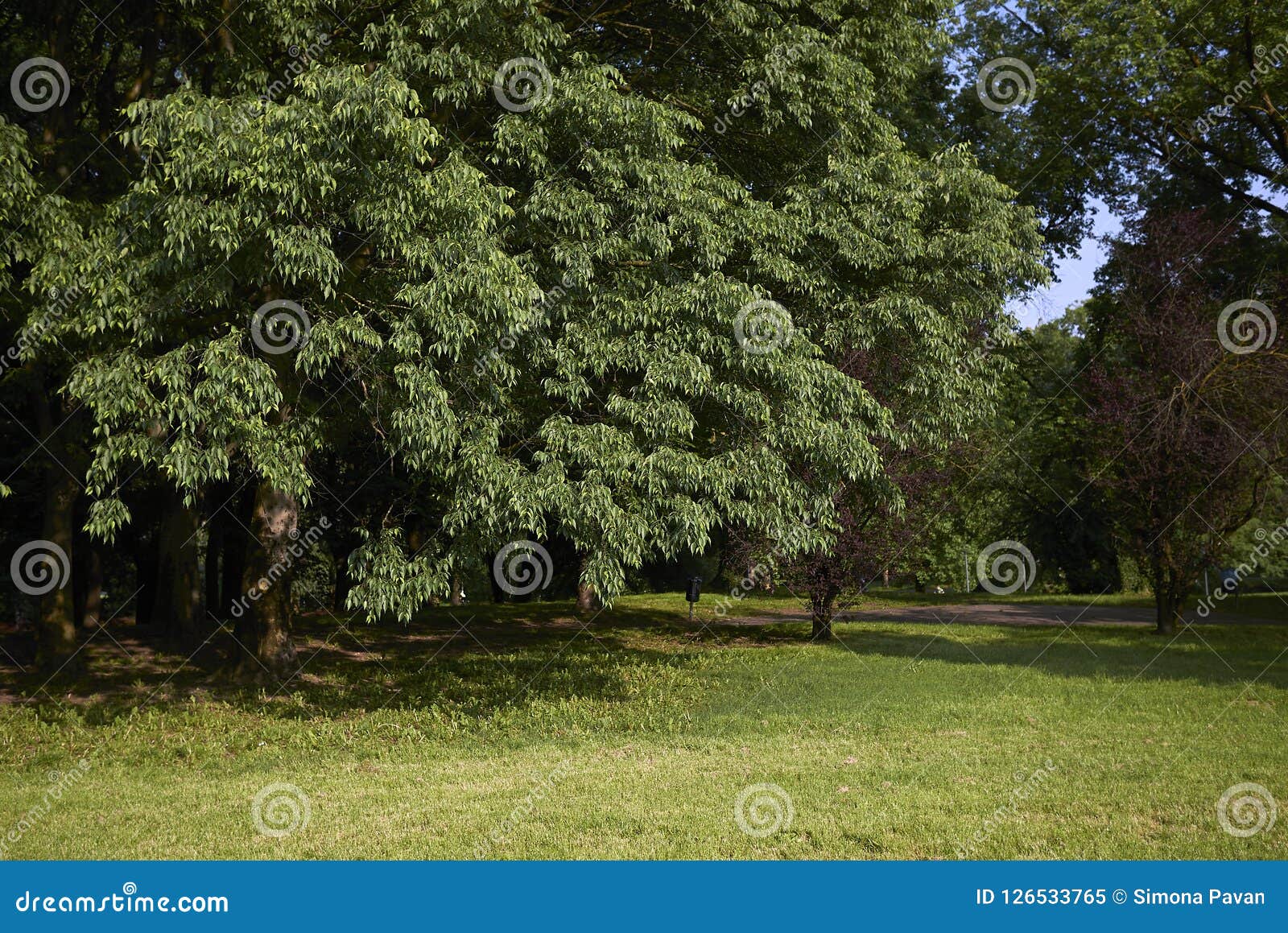 Landscape with Celtis Australis Trees Stock Image - Image of hackberry ...