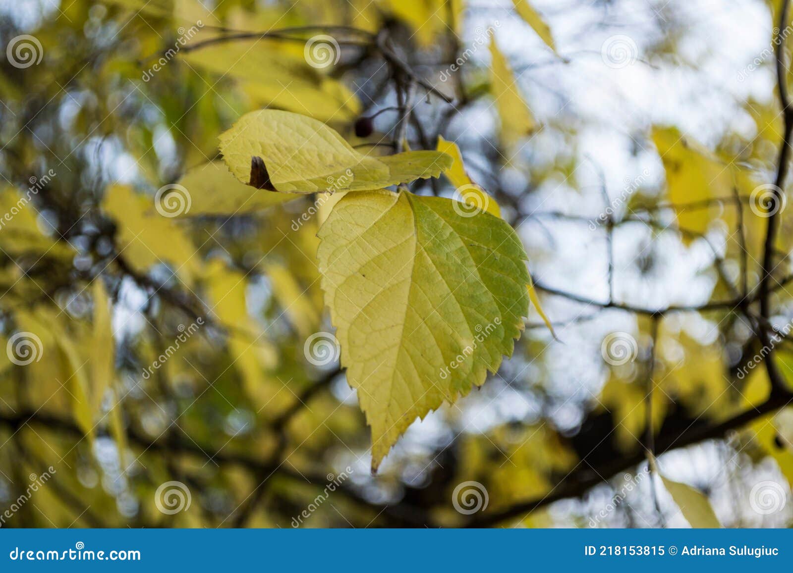 Celtis occidentalis stock image. Image of hackberry - 218153815