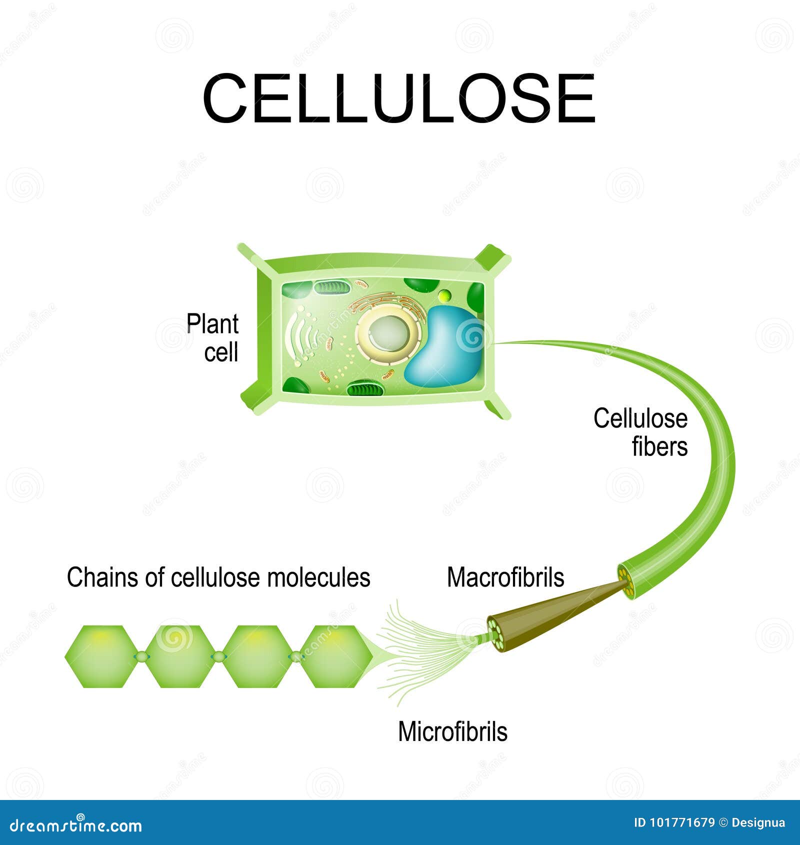 Celulosa En La Célula De La Planta Ilustración del Vector - Ilustración ...