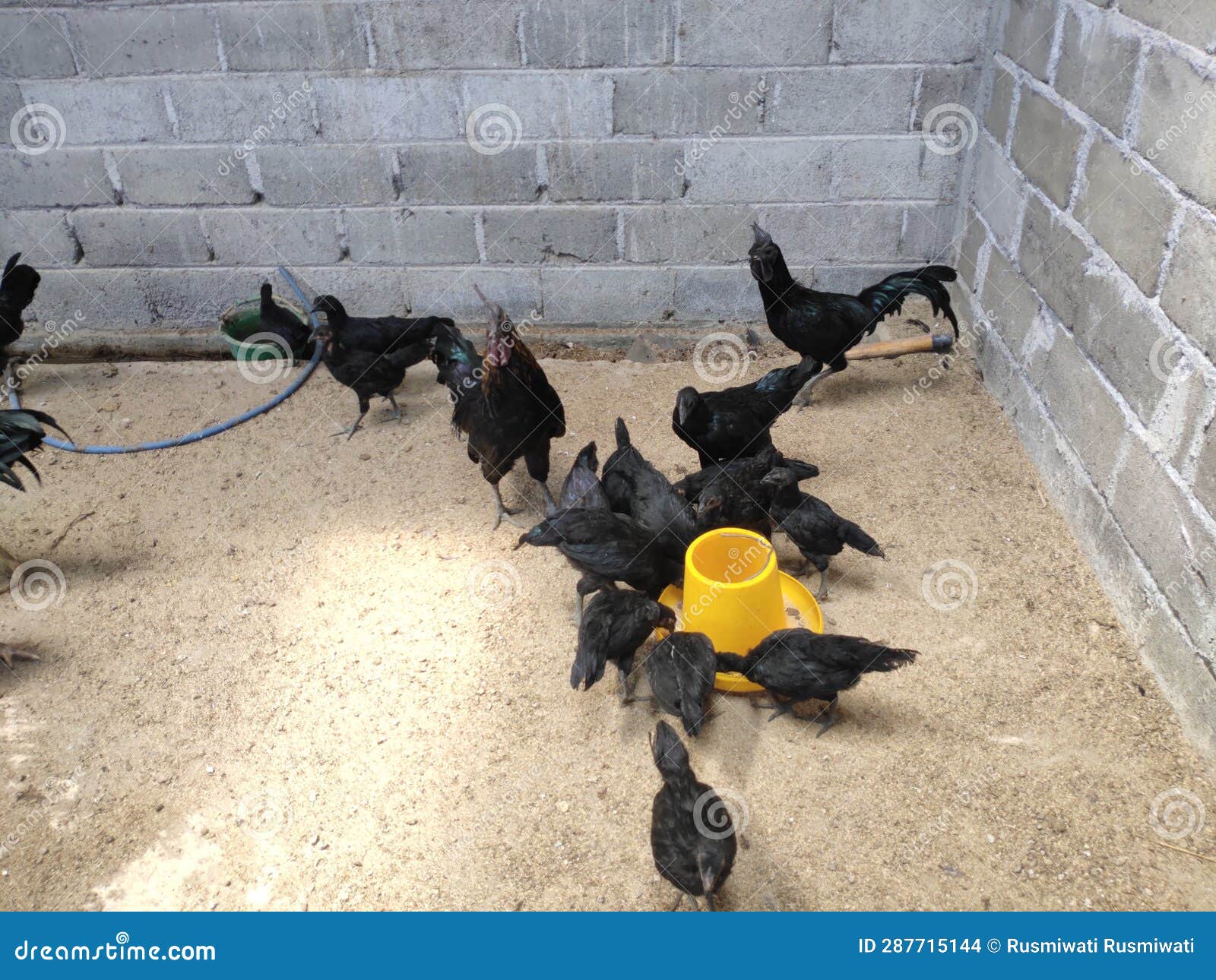 Cemani Chicken Has a Dominant Gene that Causes Hyperpigmentation, Which ...