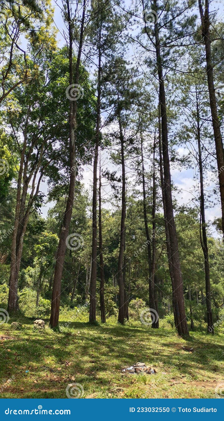 Cemara Forest stock photo. Image of indonesian, cemara - 233032550