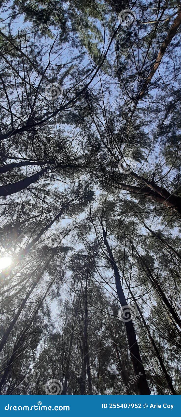 Cemara Rimbun stock photo. Image of leaf, plant, branch - 255407952