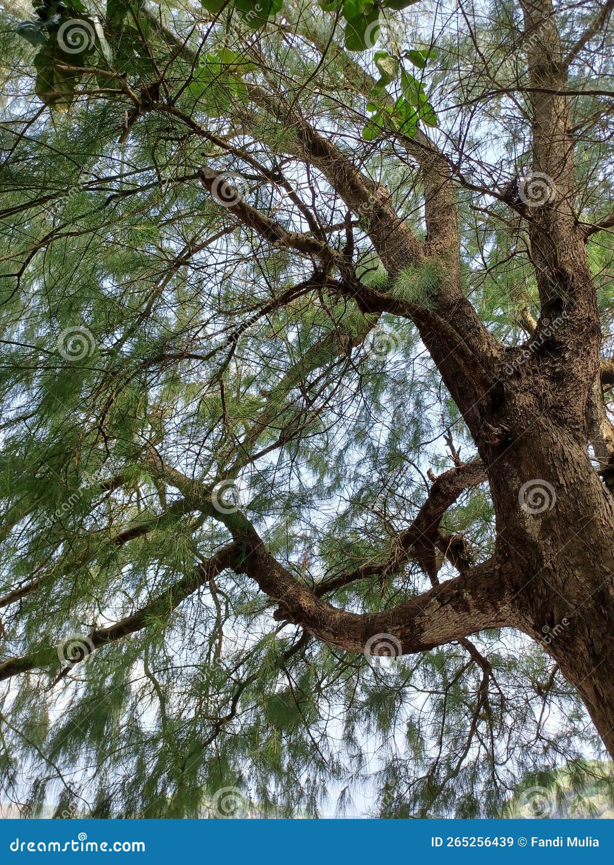 Cemara tree stock image. Image of back, location, natural - 265256439