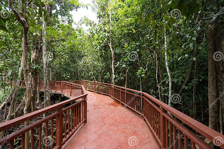 Cement Bridge Pathway in the Beautiful Forest, Walking Path through in ...