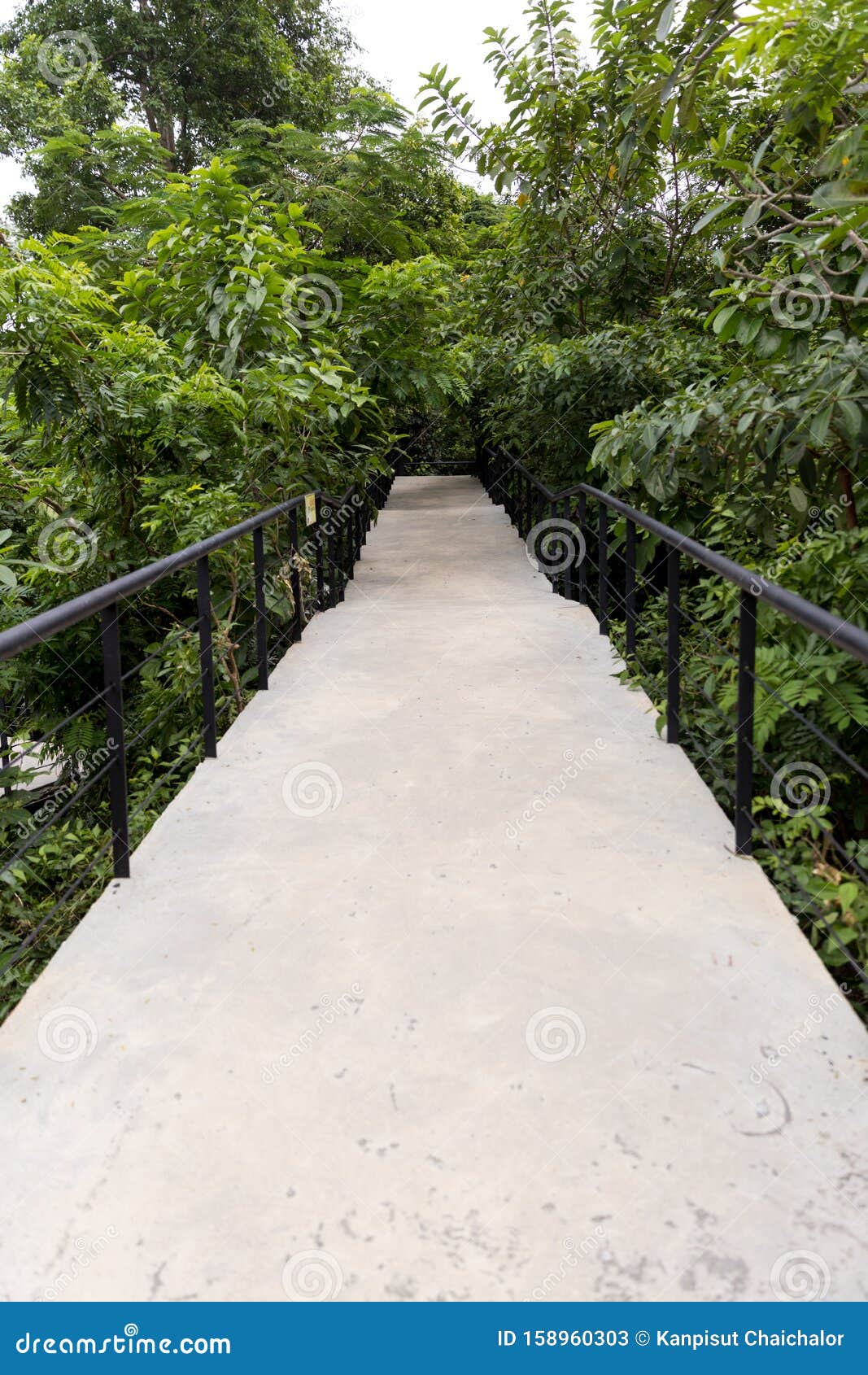 Cement Bridge To the Jungle.Cement-built Bridge for Forest Walkways ...