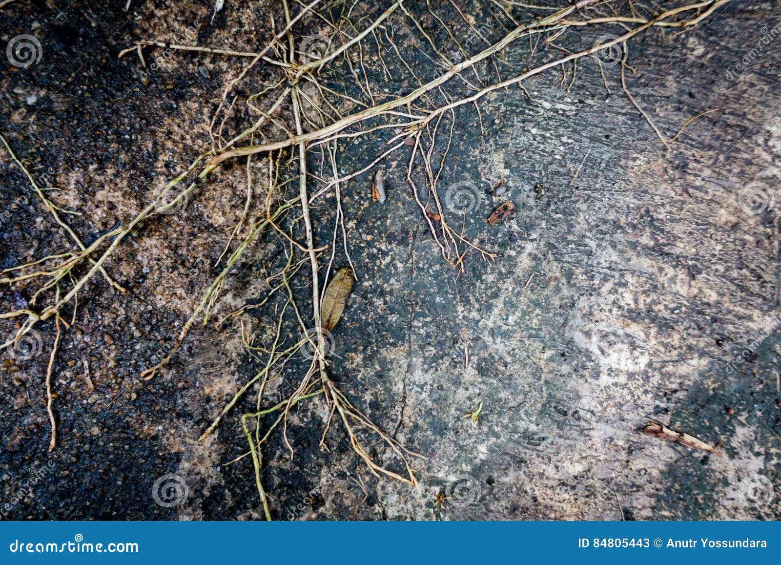 Cement Ground Surface with Tree Roots. Stock Image - Image of abstract ...