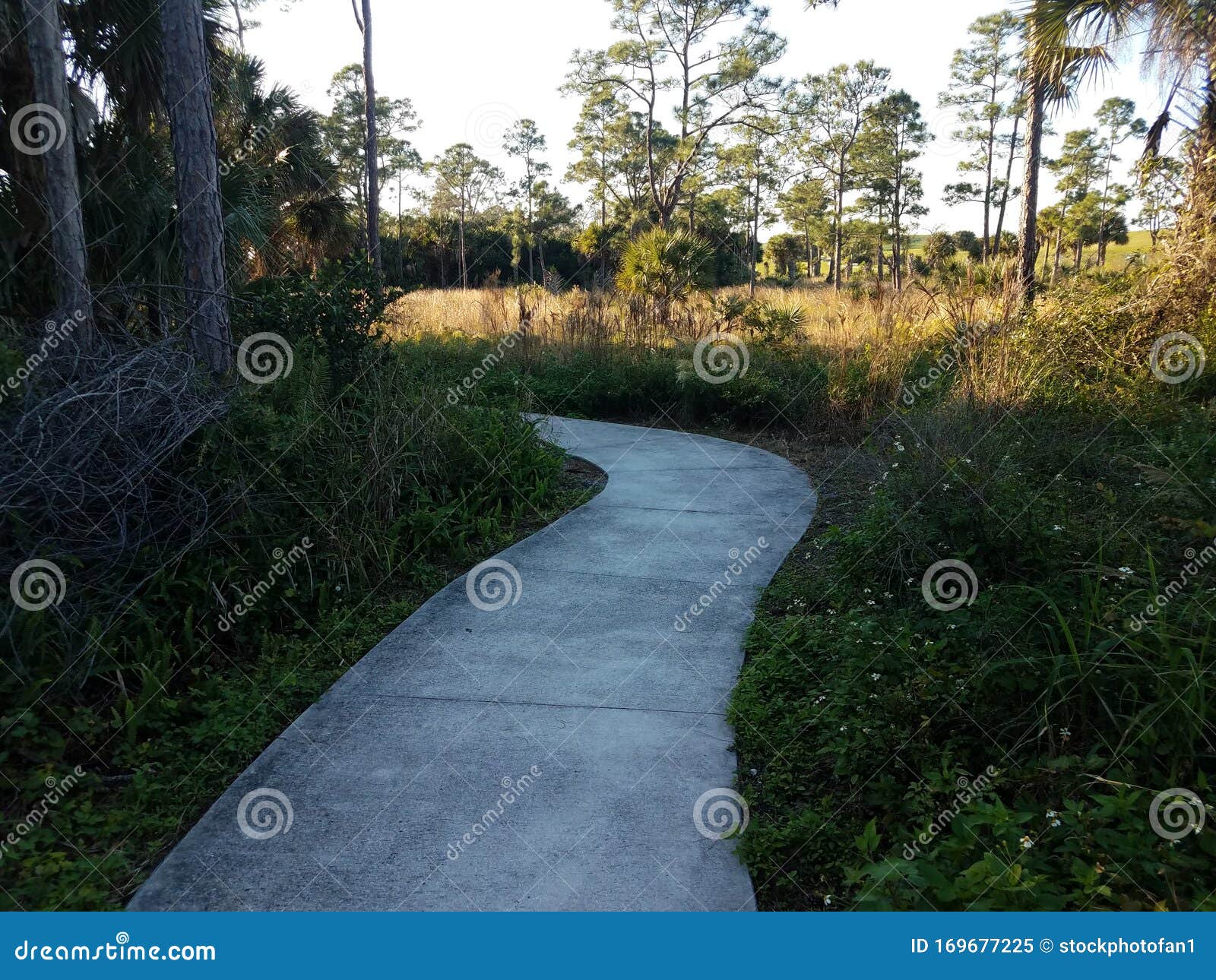 Cement Path or Trail and Green Plants and Trees Stock Image - Image of ...
