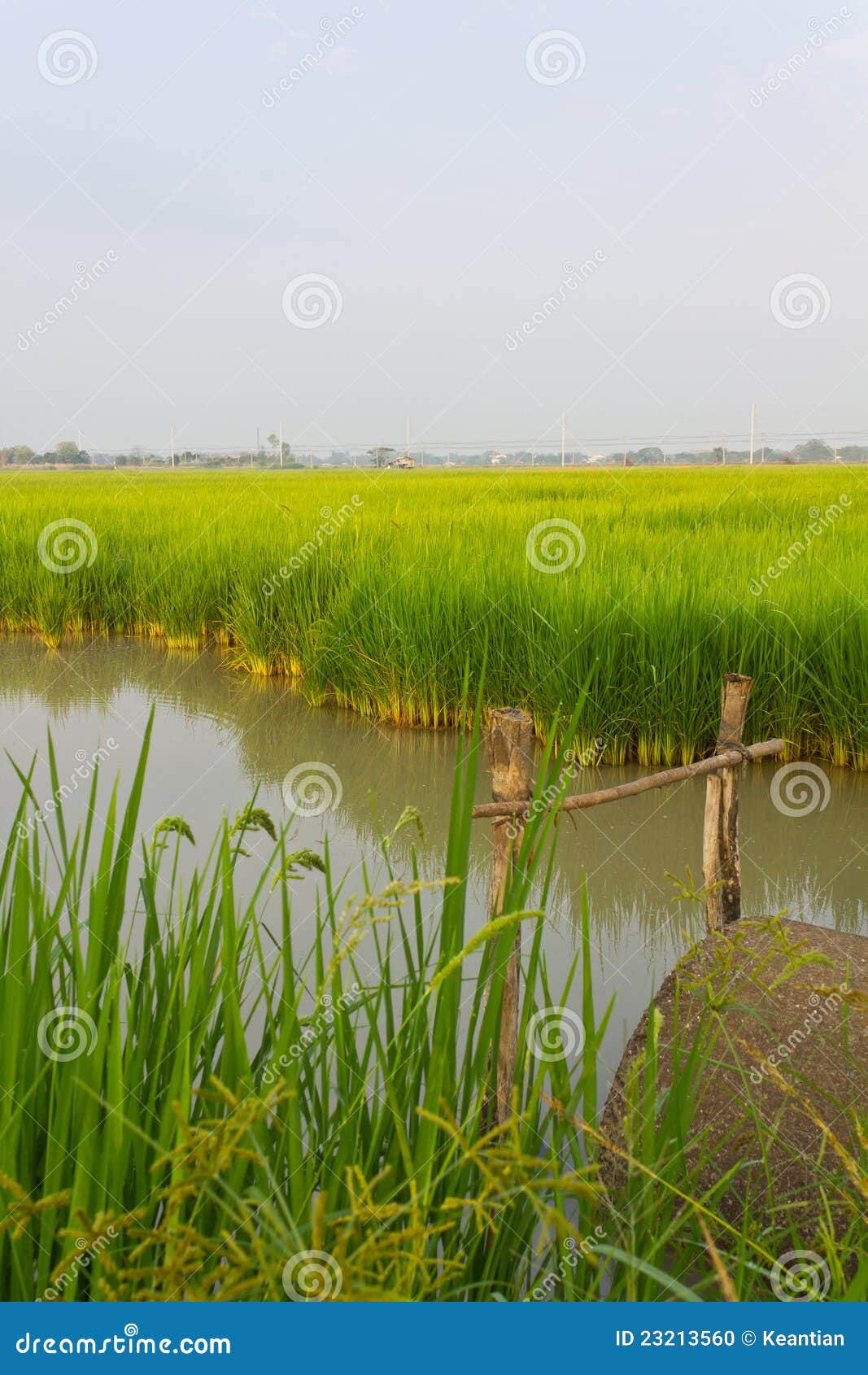 Cement pipes in rice. stock photo. Image of crop, leaf - 23213560