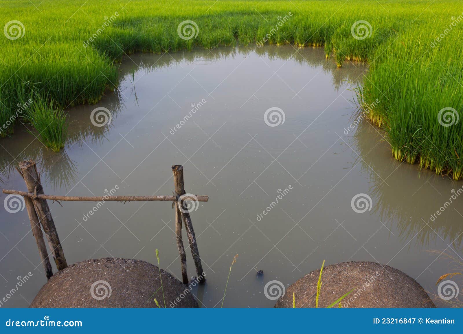 Cement Pipes In Rice. Picture Image: 23216847