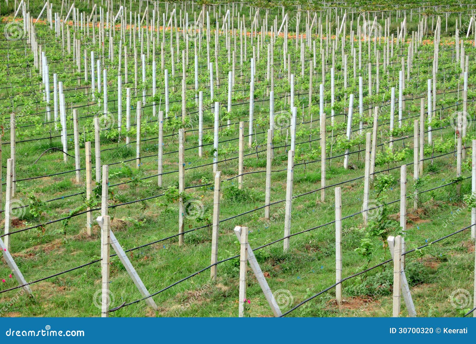 Cement pole grape farm stock photo. Image of farm, grape - 30700320