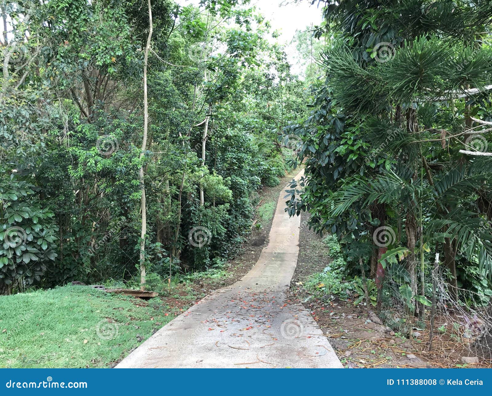 Down the road stock photo. Image of road, cement, trees - 111388008