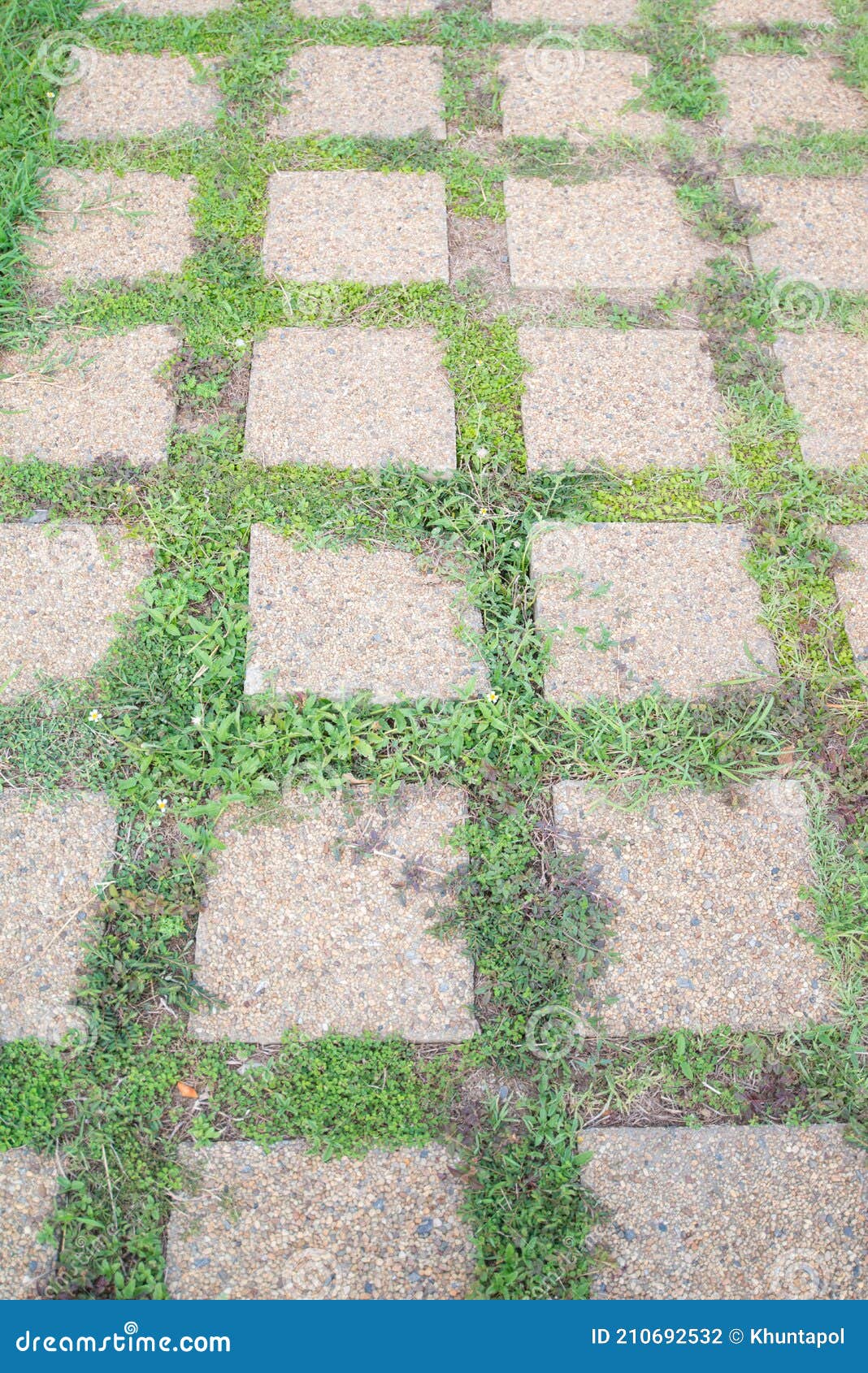 Cement Tile and Green Grass Stock Photo - Image of grassy, tiles: 210692532