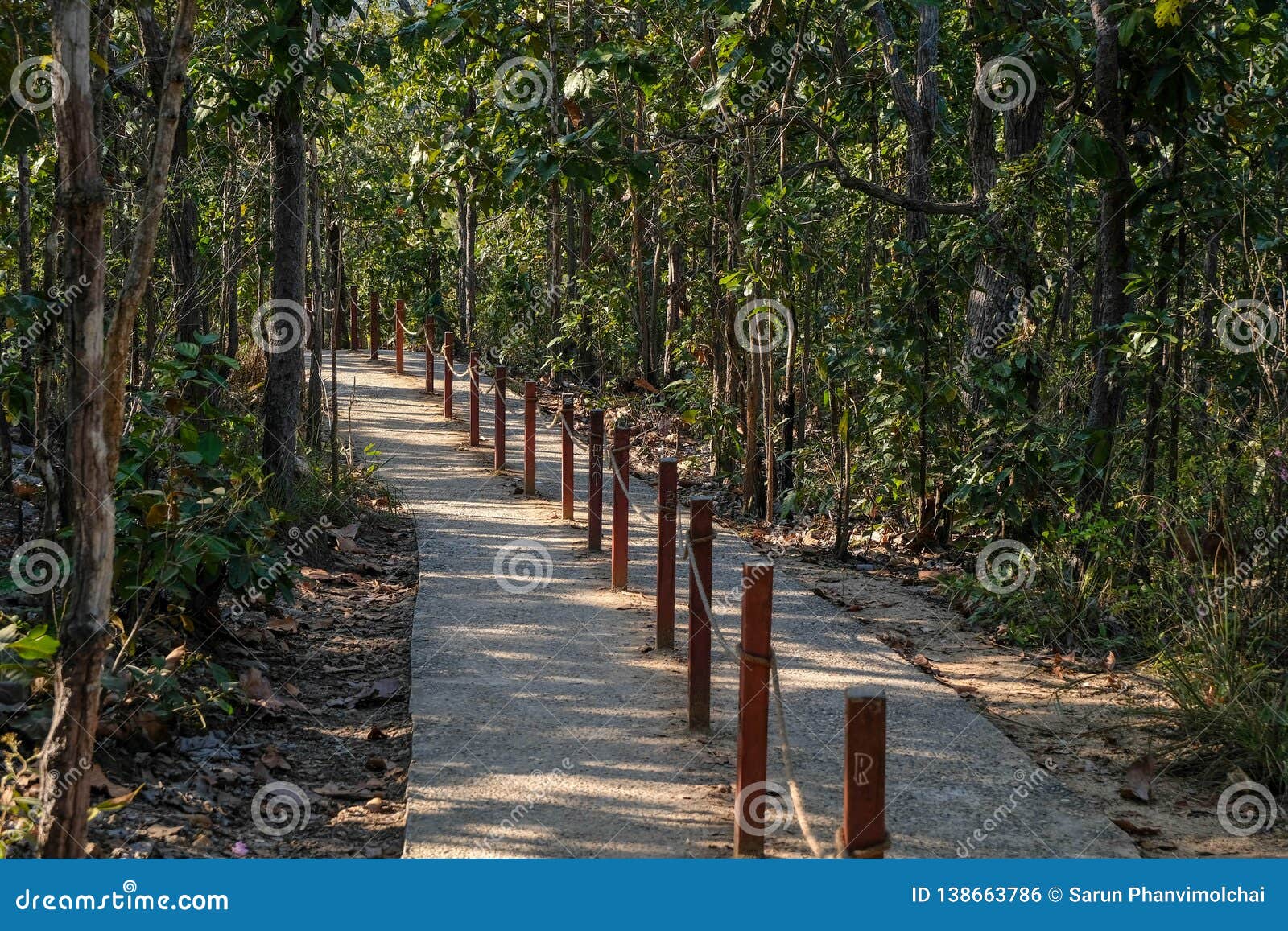 Cement Trail Walk in To the Jungle Stock Photo - Image of scenery ...