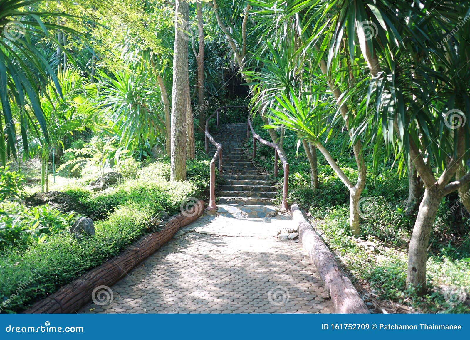 Cement Walkway with Steps To Observe the Nature of the Trees in the ...