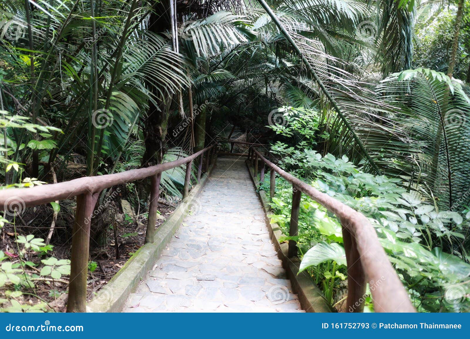 Cement Walkway with Steps To Observe the Nature of the Trees in the ...