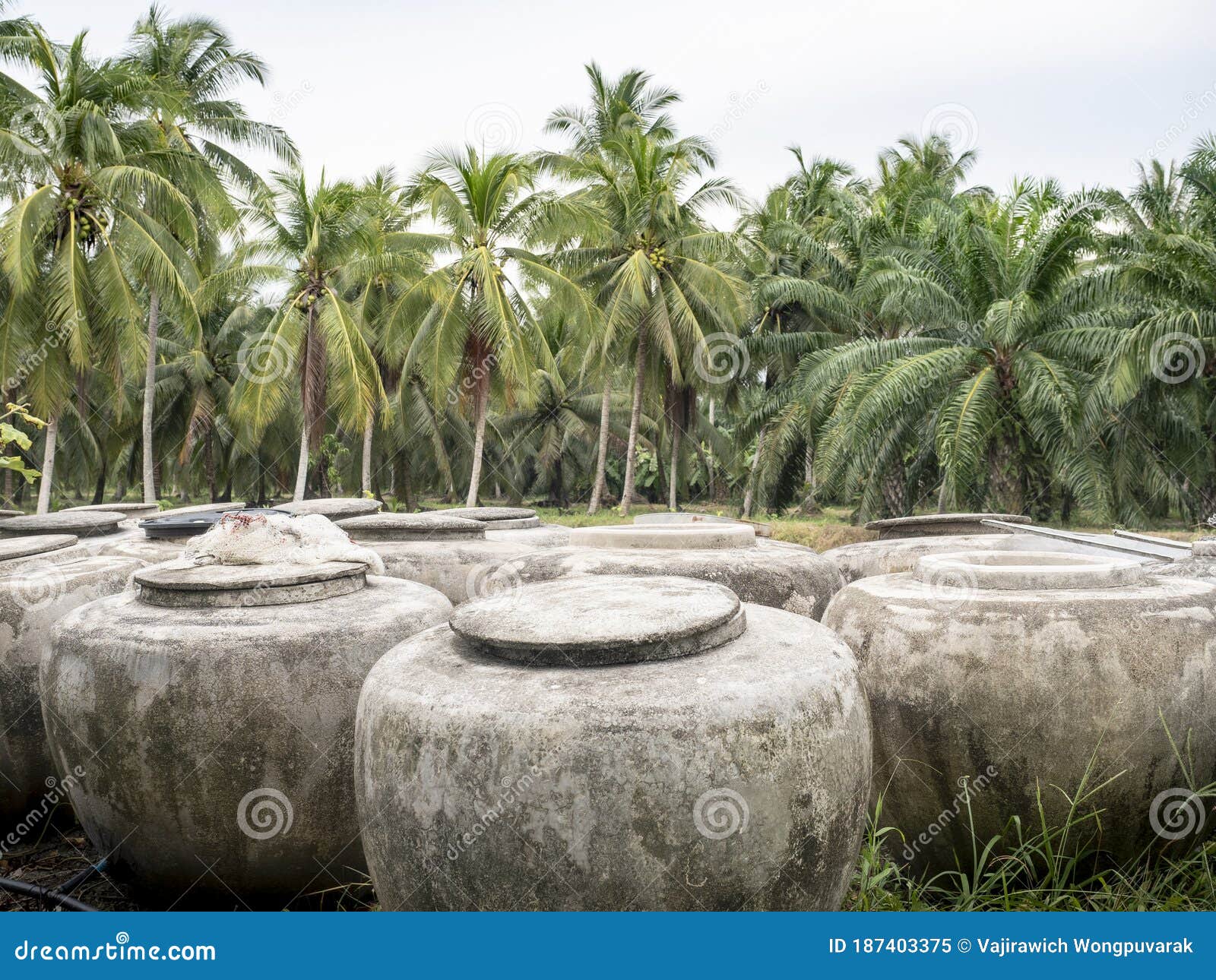 Cement Water Jars with Palm Tree in Background. Stock Image - Image of ...