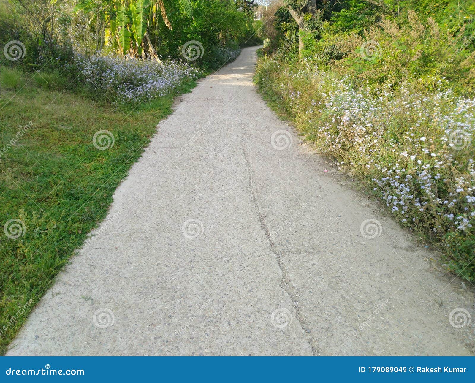 Cemented Path in Jungle Himachal Pradesh India Stock Image - Image of ...