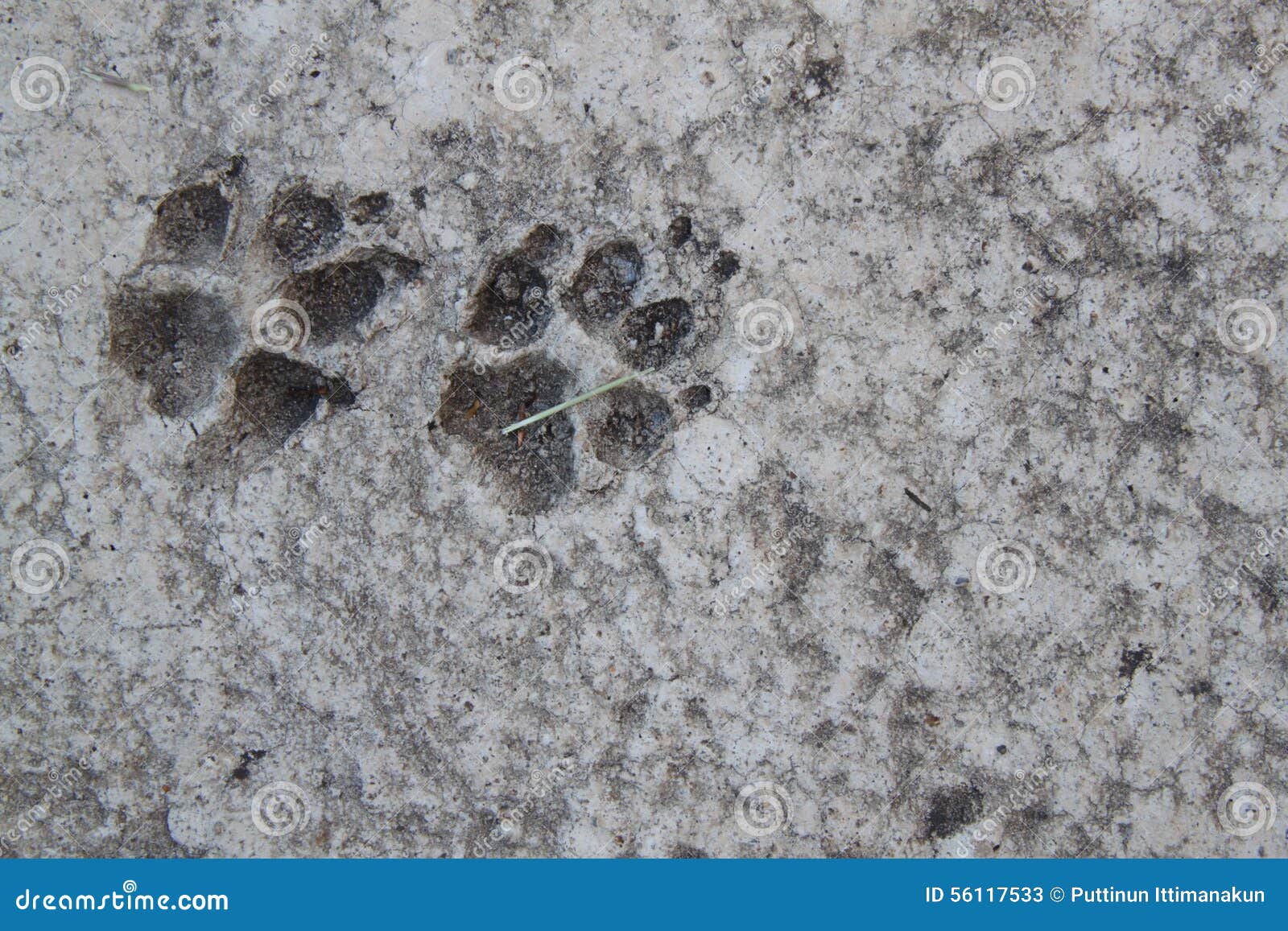 Cemento De La Huella Del Perro Imagen de archivo - Imagen de cemento ...