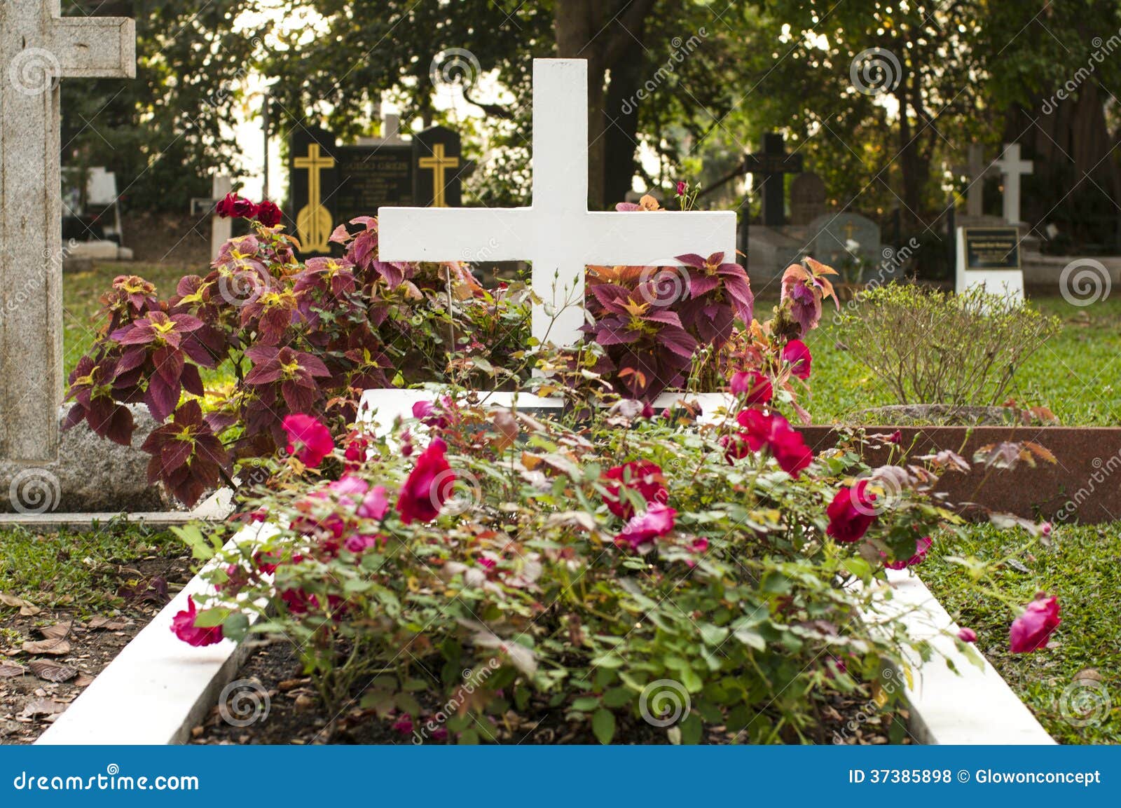 Cemetery Graveyard and Roses in the Morning Stock Photo - Image of ...