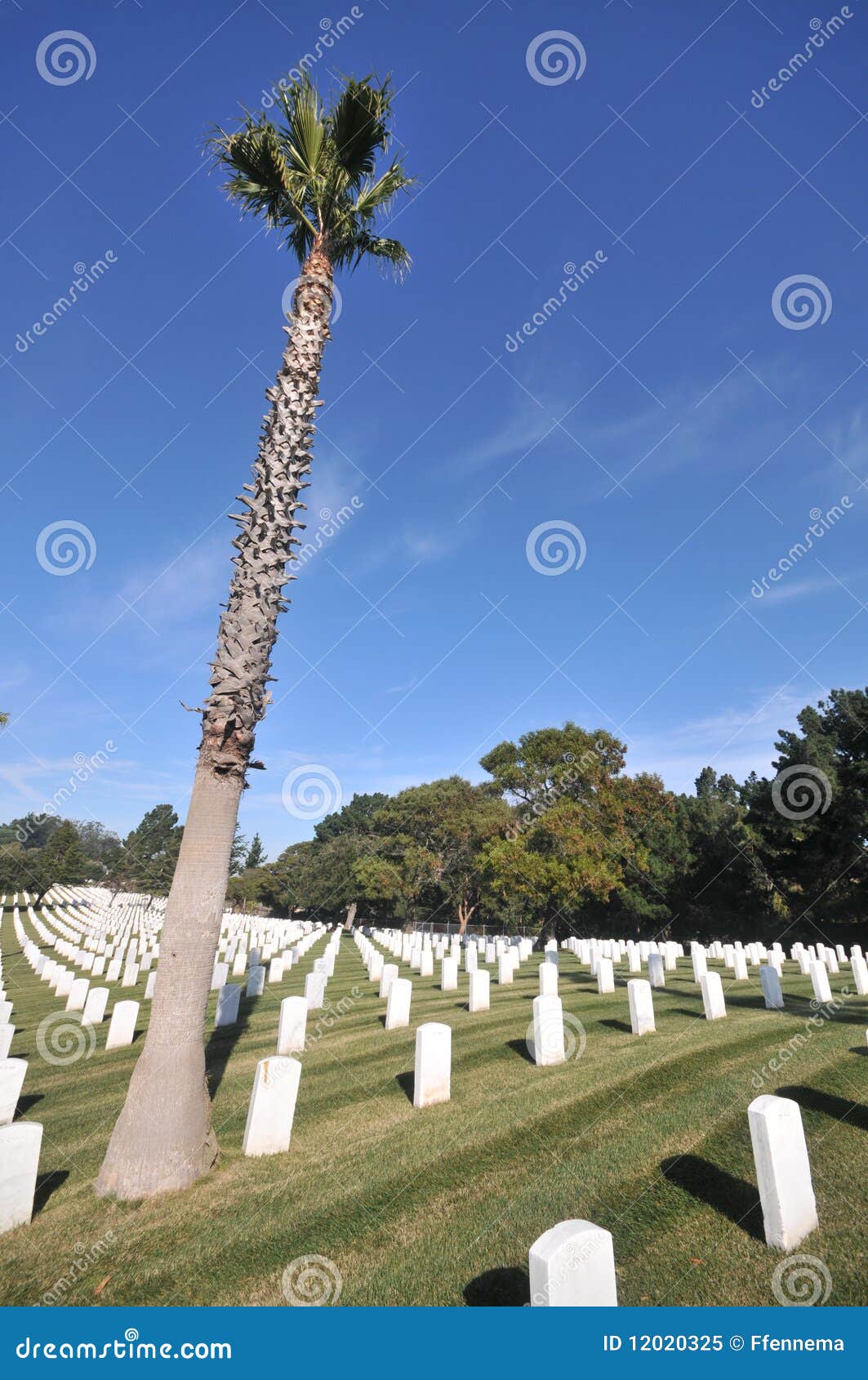 Cemetery with Palmtree and Gravestones. Stock Image - Image of ...