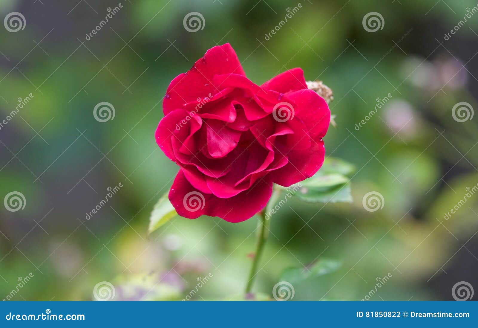 Cemetery rose stock photo. Image of flowes, stunning - 81850822