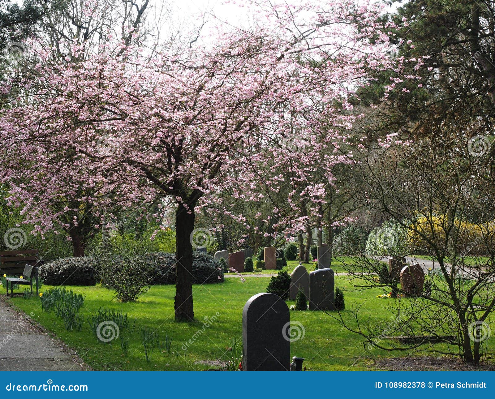 Cemetery in Spring in the Sun Stock Photo - Image of gravestones, trees ...